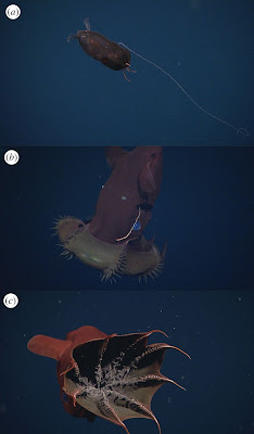 Species New to Science: [Cephalopoda • 2012] Vampyroteuthis' feeding ...