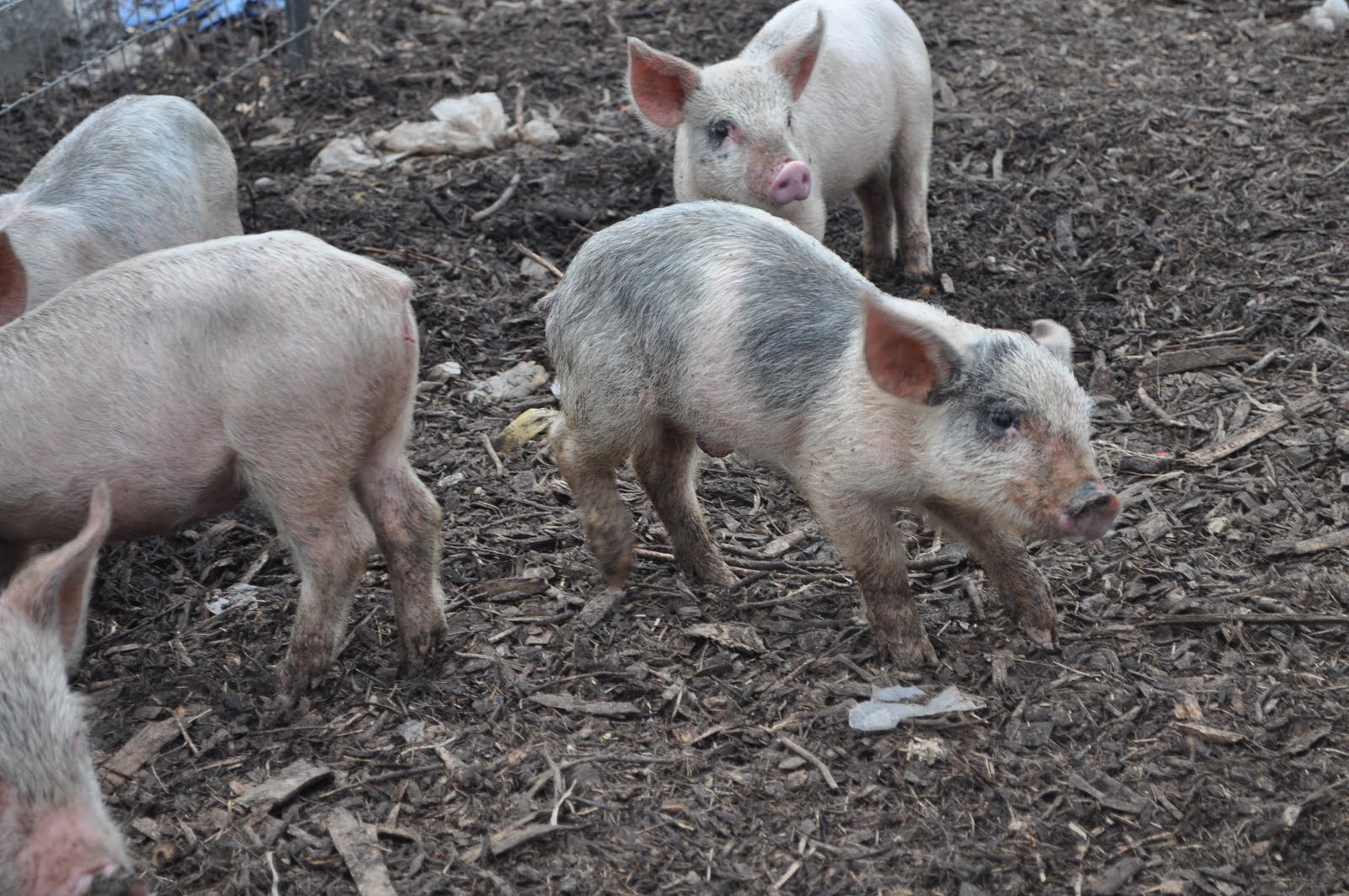 meat: Patching Piglets - Treating abdominal hernias