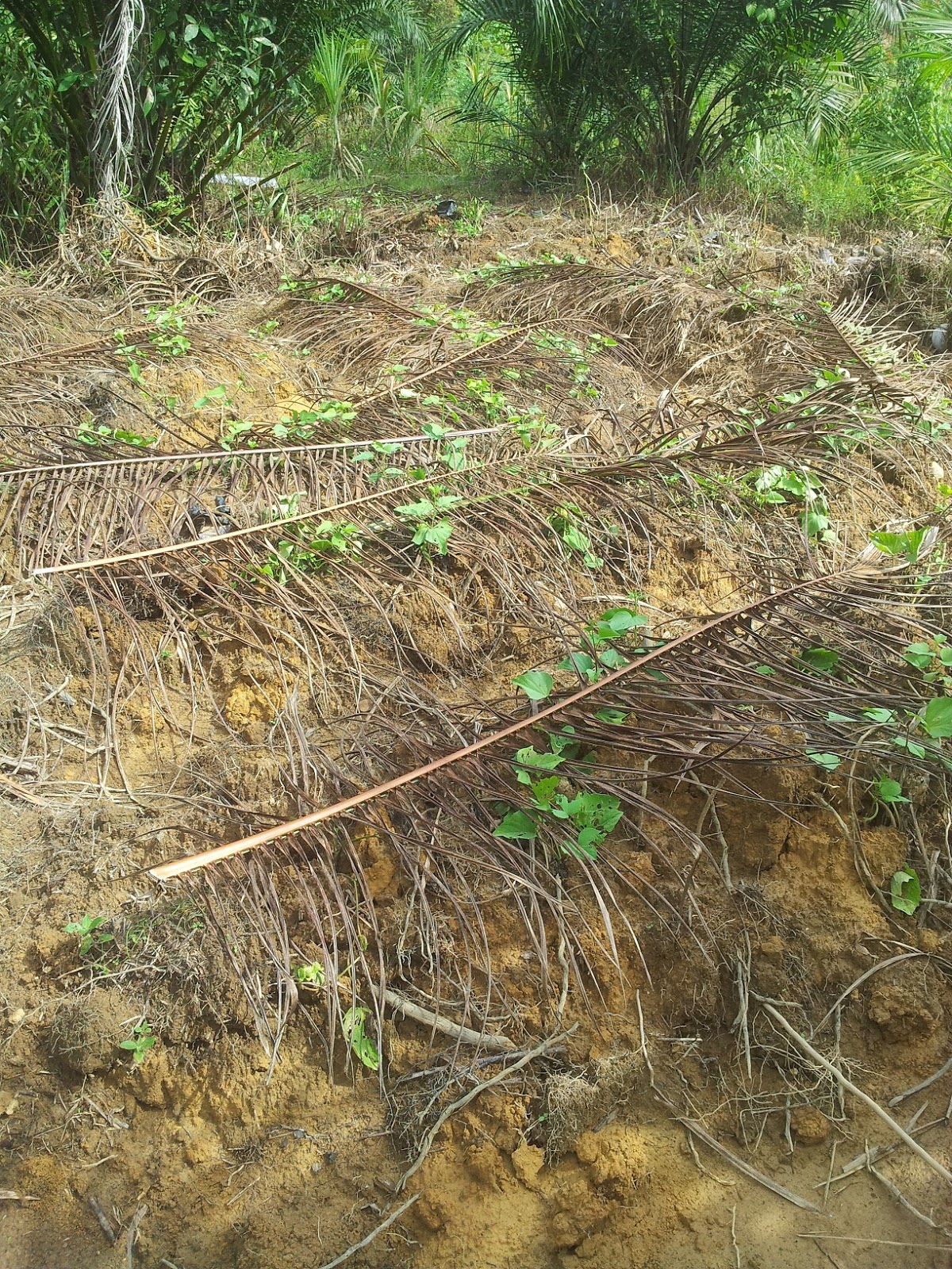 Tanaman Halia: UBI RAMBAT