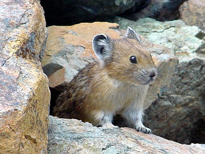 Pika | The Life of Animals