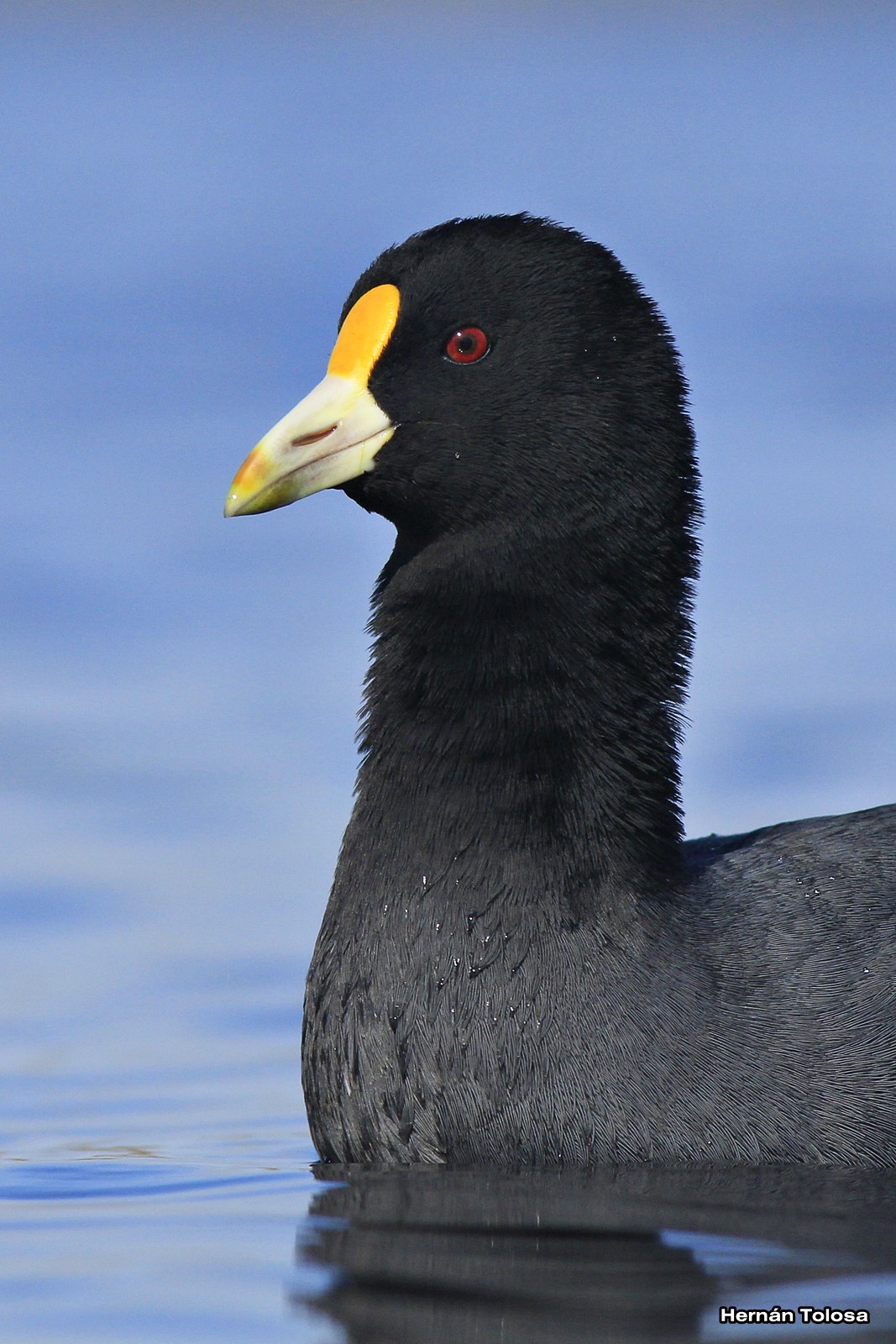 Aves de Argentina: Gallaretas