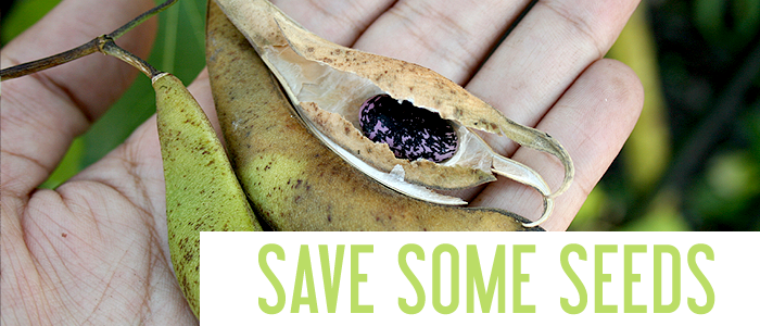 Seed Scarification, Seed Stratification & Seed Soaking : MrBrownThumb