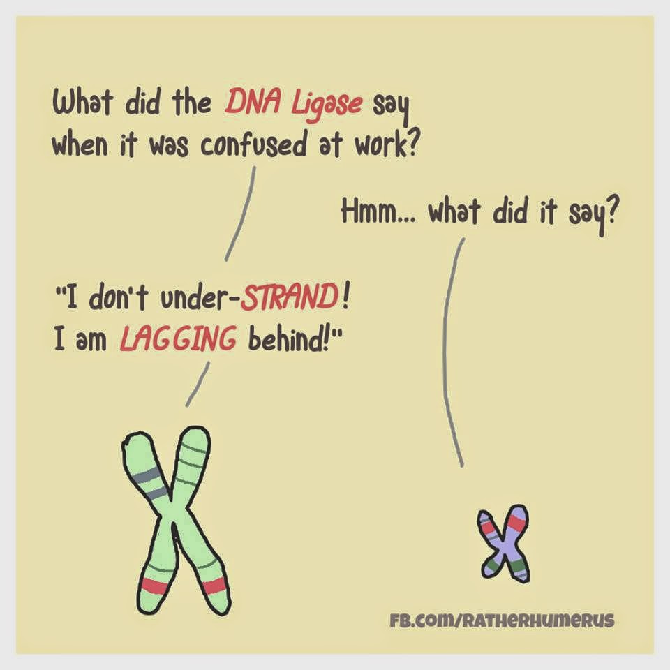 Mags Does Science: Science Jokes: DNA Ligase