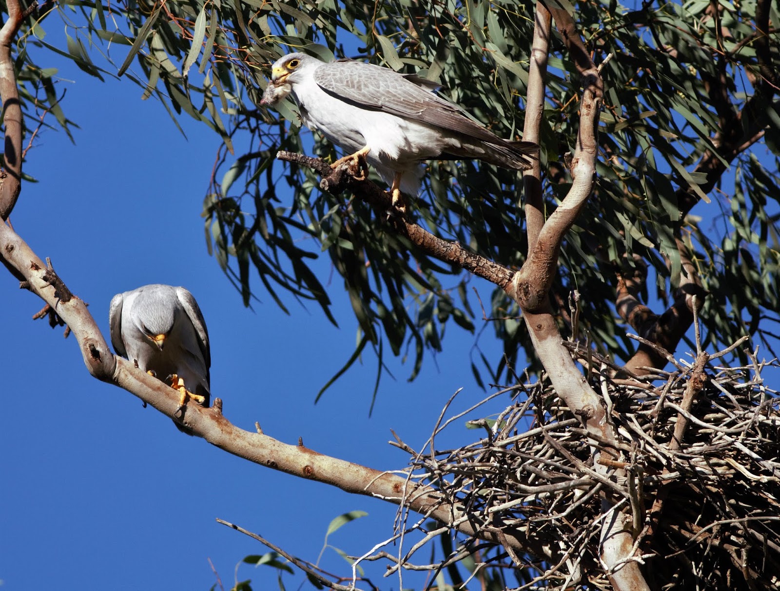sunshinecoastbirds: Grey Falcon & Diamantina National Park