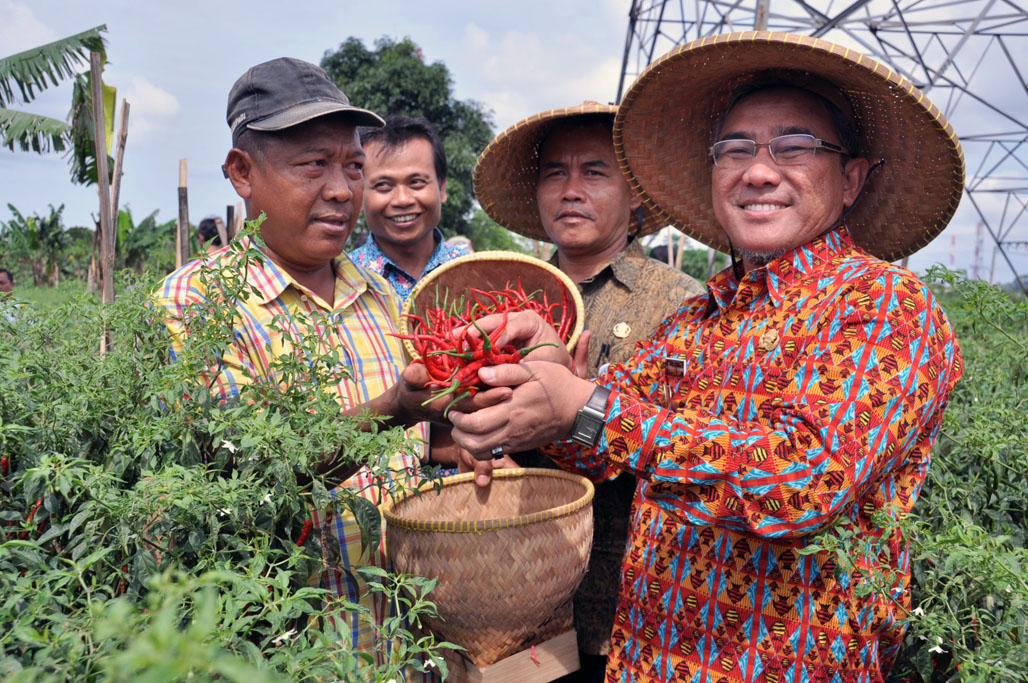 Langkah-Langkah Menanam Cabe Agar Cepat Berhasil | Tips Merawat Tanaman Ok