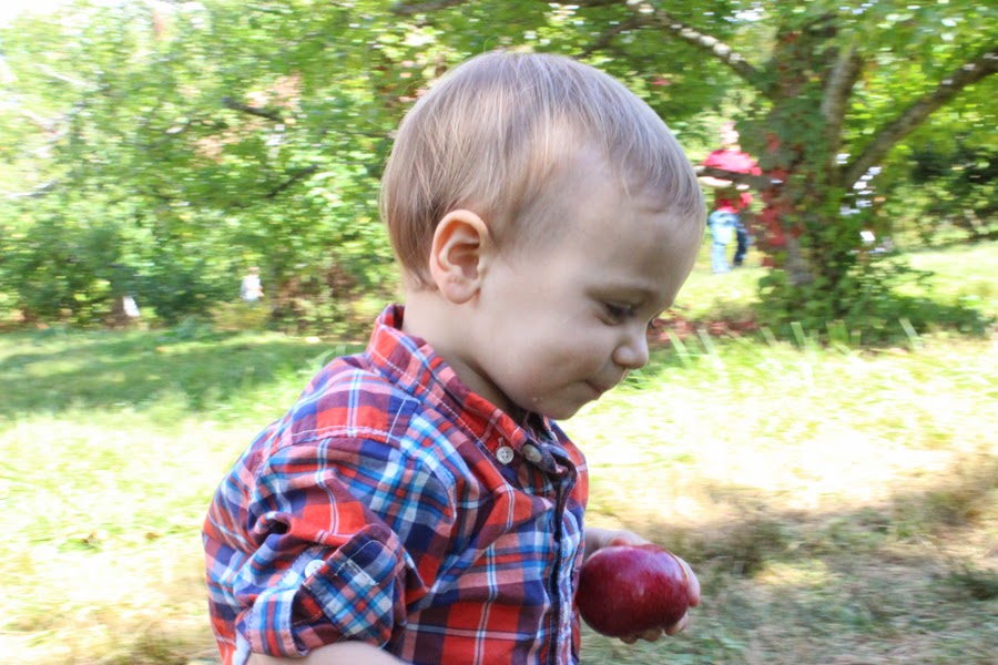 Lil' Sprinkles of Joy: Apple Picking at Stribling Orchard