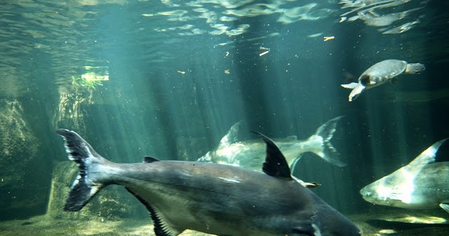 Paroon Sharks Guide: About Paroon Sharks