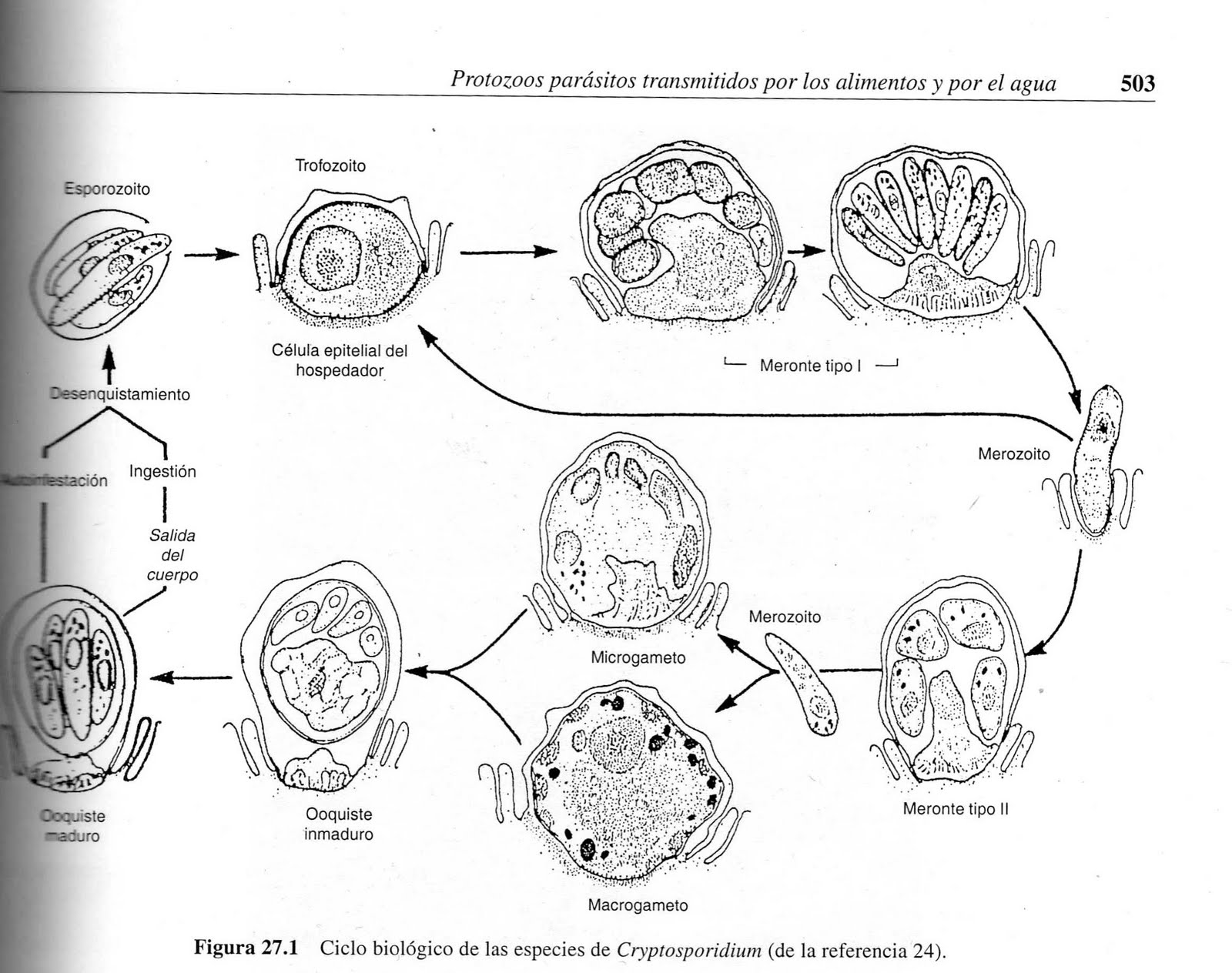 " Todo Parasitos ": Ciclo biológico de Cryptosporidium