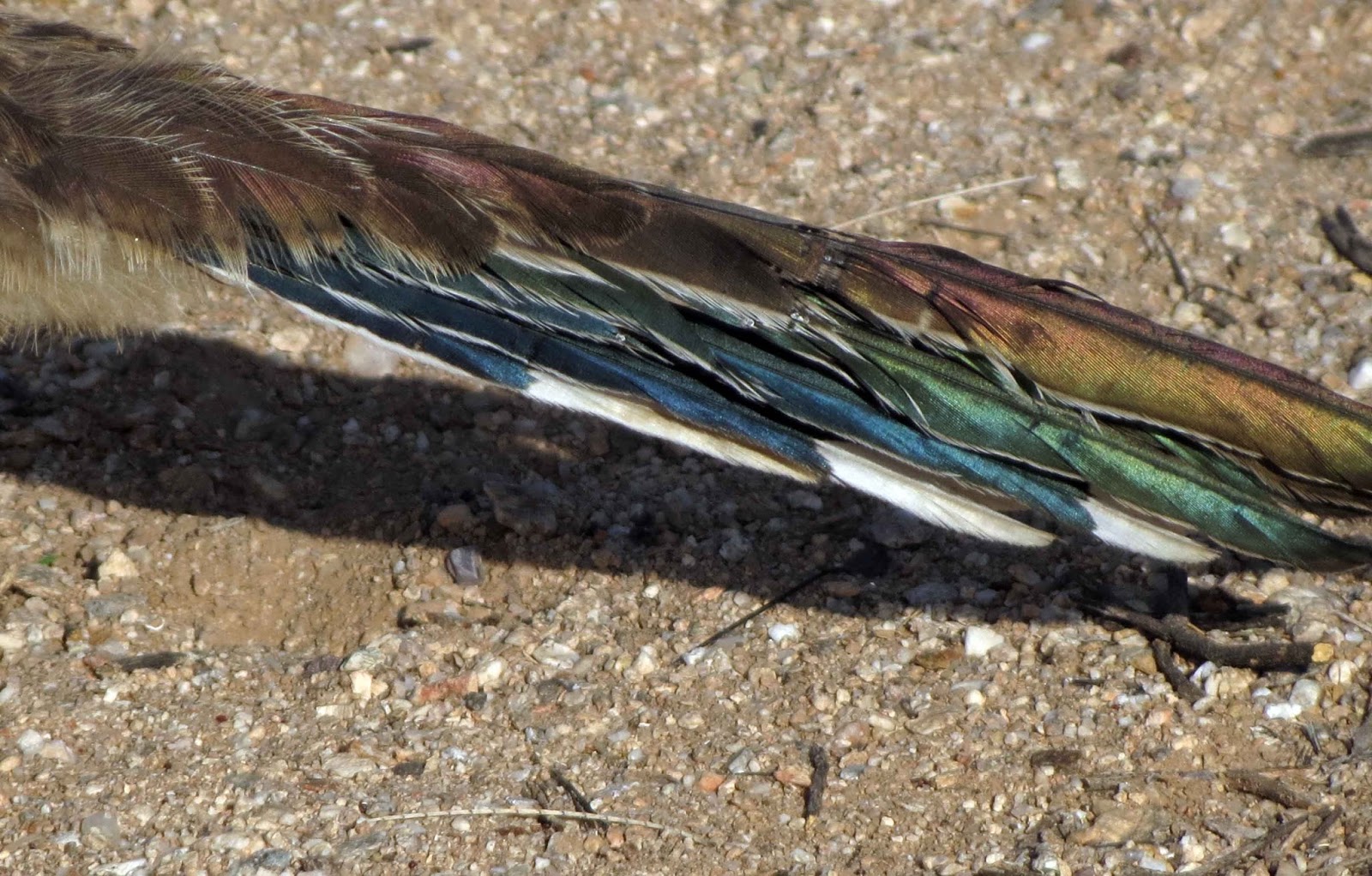 Desert Colors: June 2014