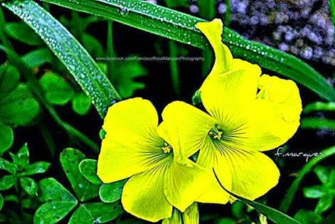 ALENTEJO-TERRA E GENTE: ...A FAUNA E A FLORA-AZEDAS