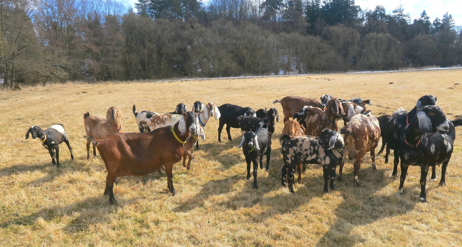 DEN PRO TEBE: Anglonubijské kozy - farma. Koza domácí. Dobrý den, kozy ven!