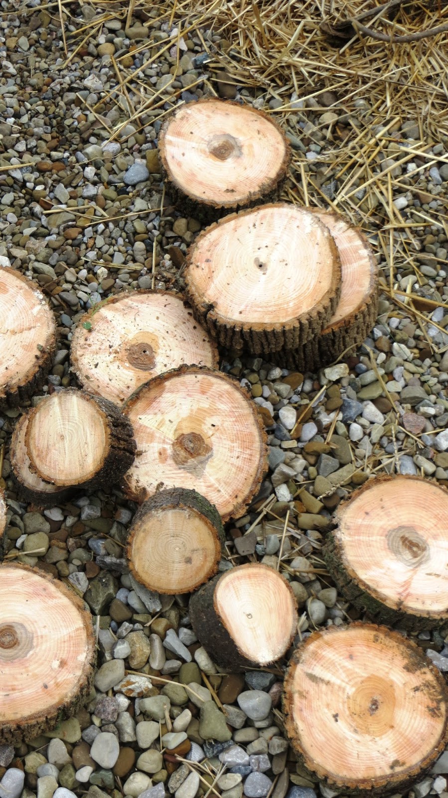 the common milkweed: Tree Cookie Path and Scrap-Wood Fence