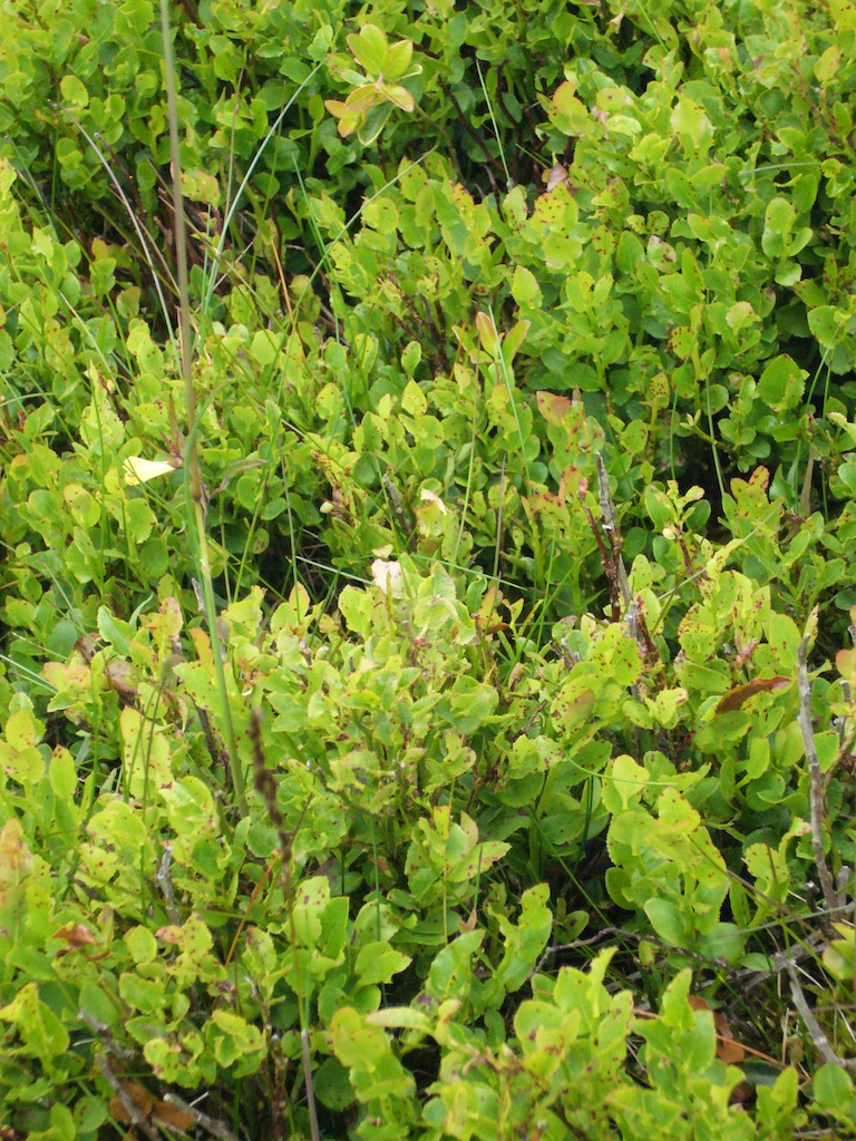 Long Mynd Madness: Second training day