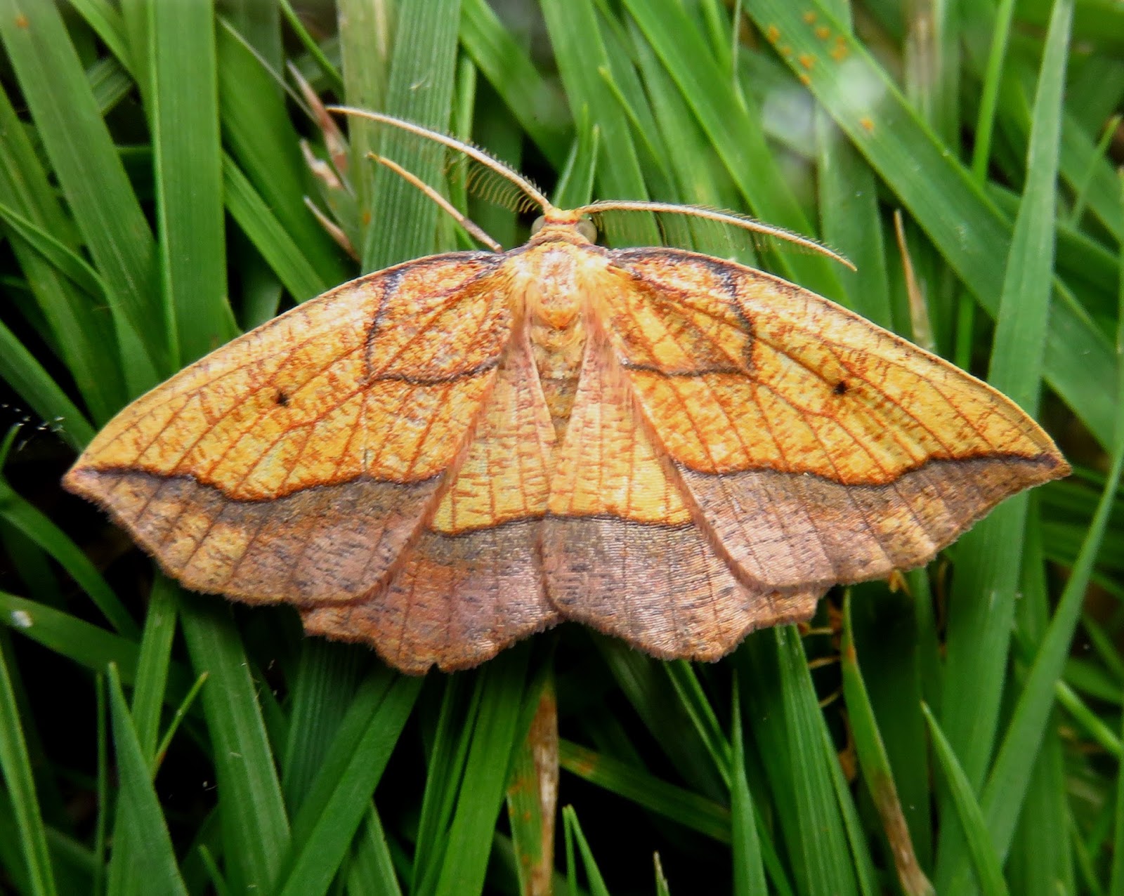 MERSEA WILDLIFE: SELECTION OF MOTHS