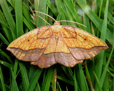 MERSEA WILDLIFE: SELECTION OF MOTHS