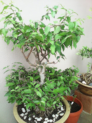 AlmansuQie's Bonsai: Santalia Pertama Ku
