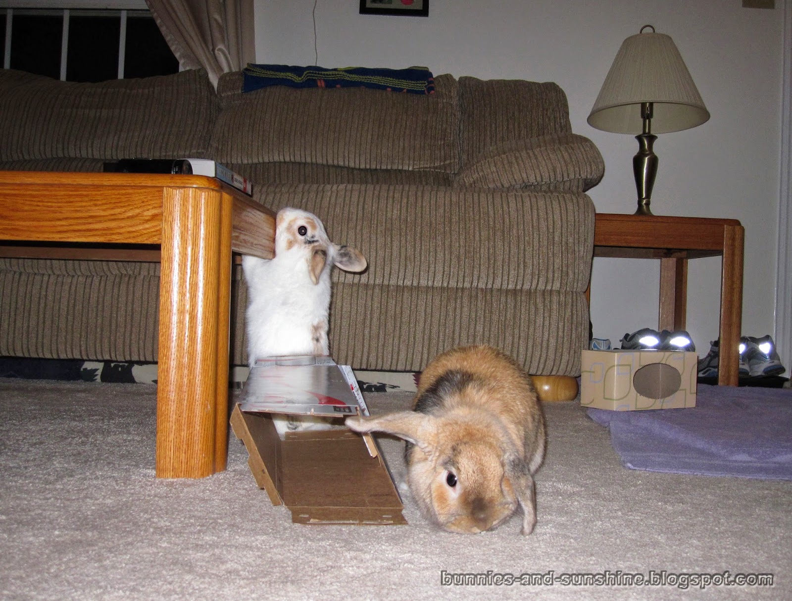 Bunnies and Sunshine: Bunny optical illusion!