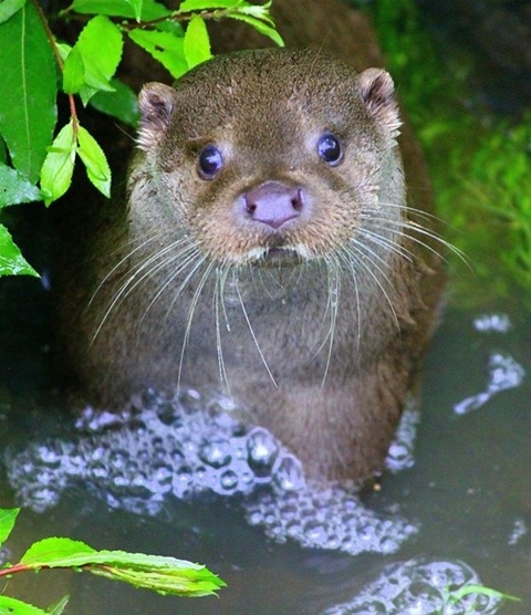 PRELIJEPE I ZANIMLJIVE VIDRE.: VIDRA / OTTER /-ta čudesna i prelijepa ...