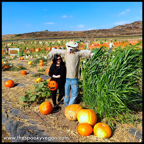 The Spooky Vegan: Sanrio Pumpkin Patch at Tanaka Farms