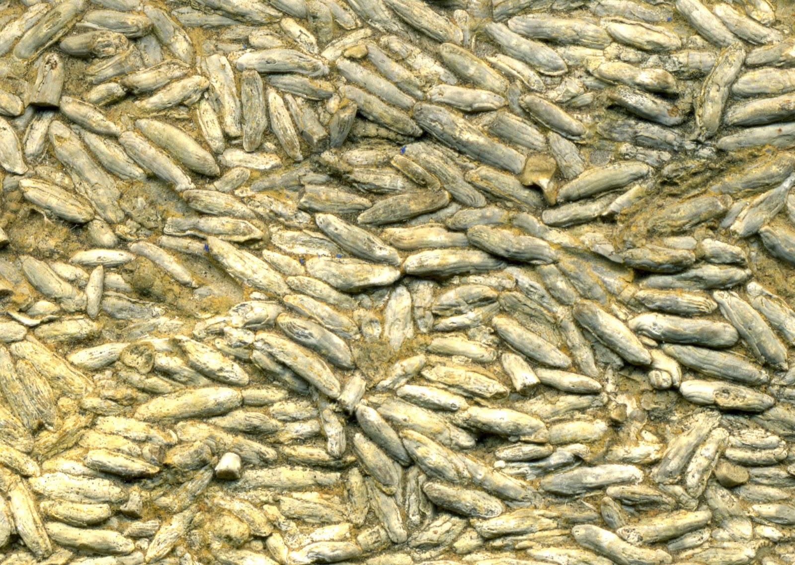 Catalogue of Organisms: Fusulinoids: Complex Forams of the Late Palaeozoic