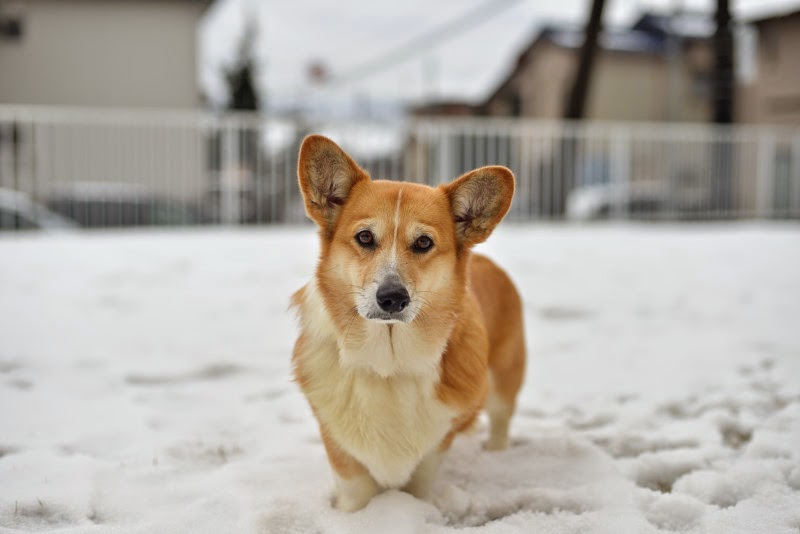 Japanese Corgi Life