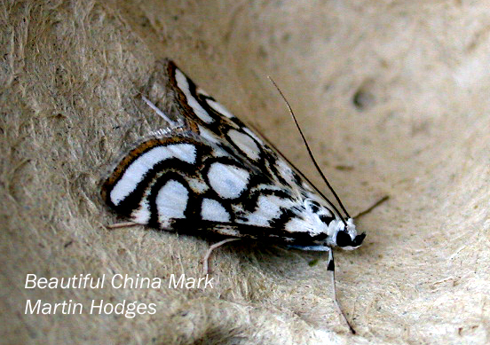 Tophill Low Nature Reserve: Lepidoptera
