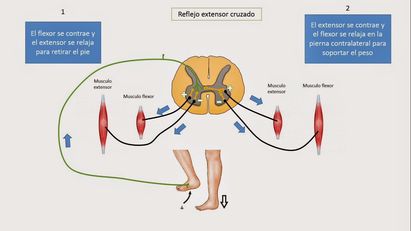 Fisiologia humana: 2014