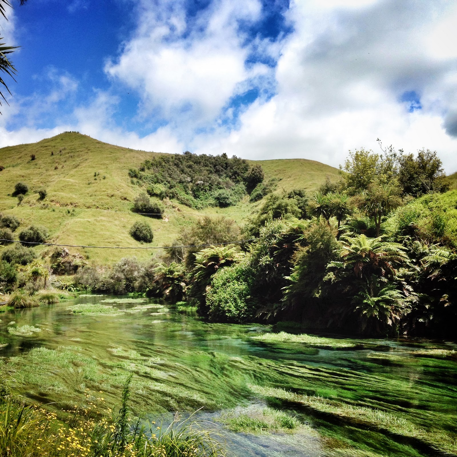 Walk to the Blue Spring: one of NZ's best kept secrets | the adventures ...