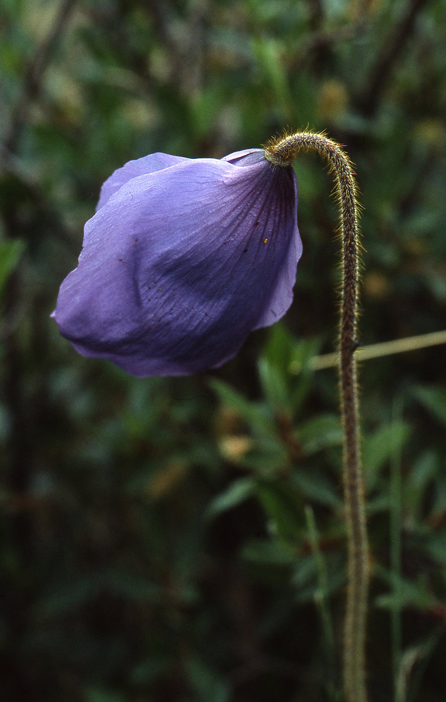 Meconopsis World - A Visual Reference: Red / Mauve Drooping Flowers