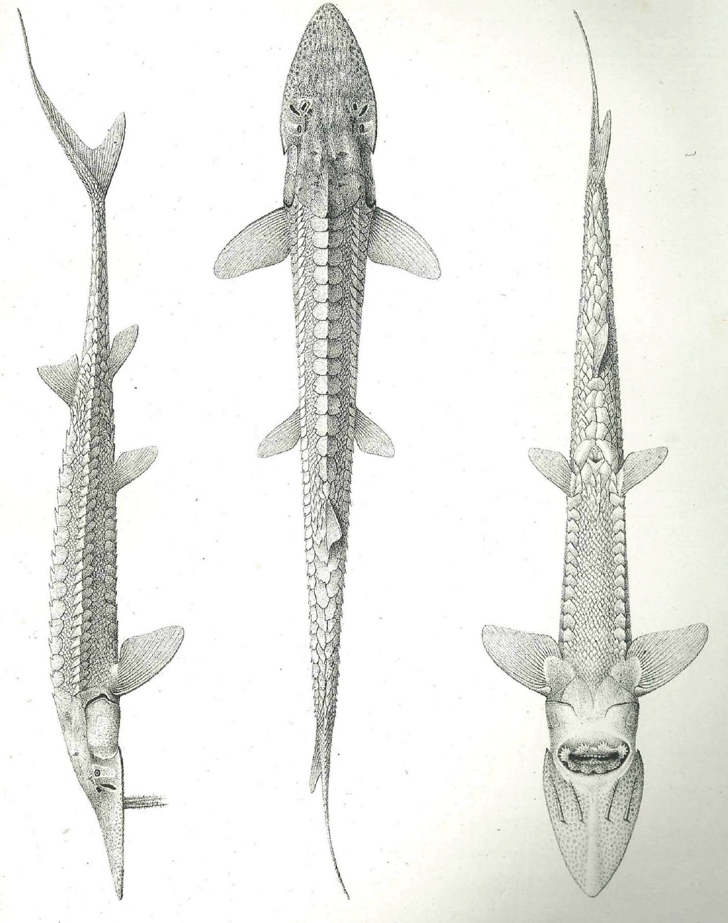 Virginia Tech Ichthyology Class : August 2017