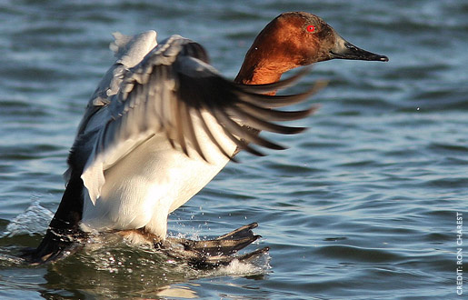 this world we live in: Top 10 fastest animals