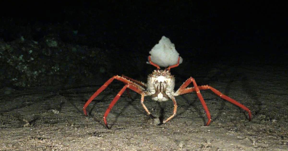 Real Monstrosities: Paromola cuvieri