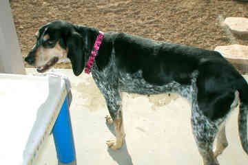 Dogs Info: American Blue Gascon Hound