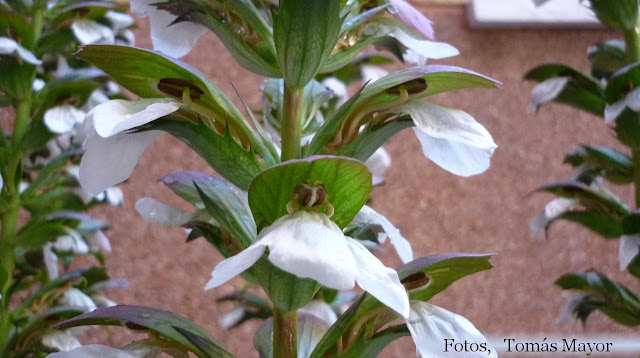 Flores y plantas silvestres: " Acanthus mollis ". Acanto, Alas de ángel ...
