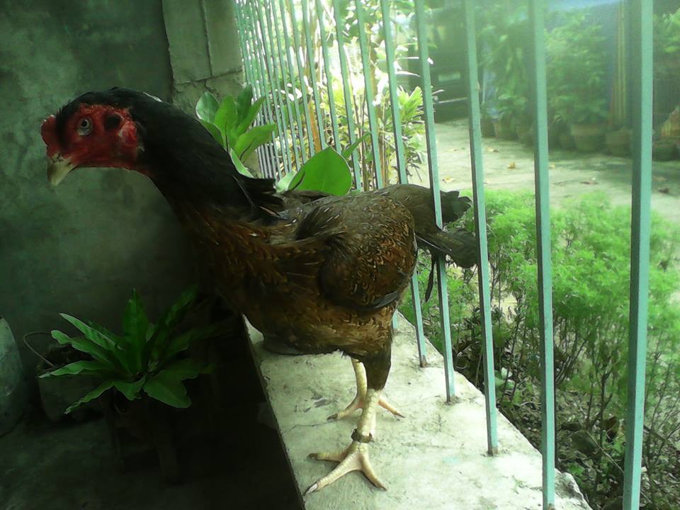 Gamefowl breeders: Shamo and Aseel