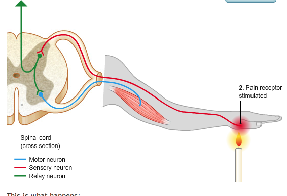 Tam's Bio: 2.84 + 2.85 nerve impulses --> responses