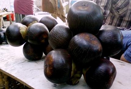 Indonesian Food and Forage: Lontar Tree (Borassus Flabellifer)