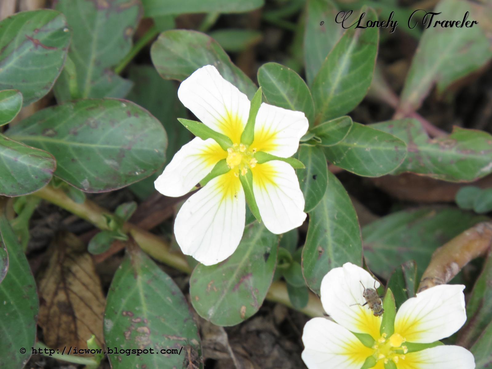 Water Primrose - Ludwigia adscendens