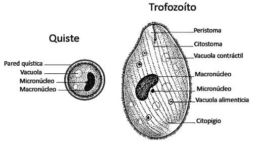 Parasitología tercer semestre - Medicina.UCE: CICLO DE VIDA, FORMAS ...