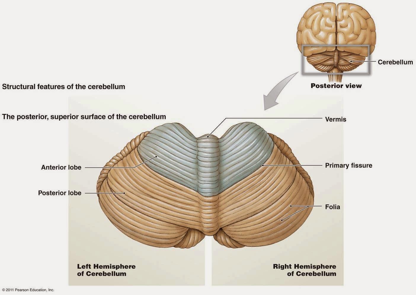 The Nervous System: Central Nervous System