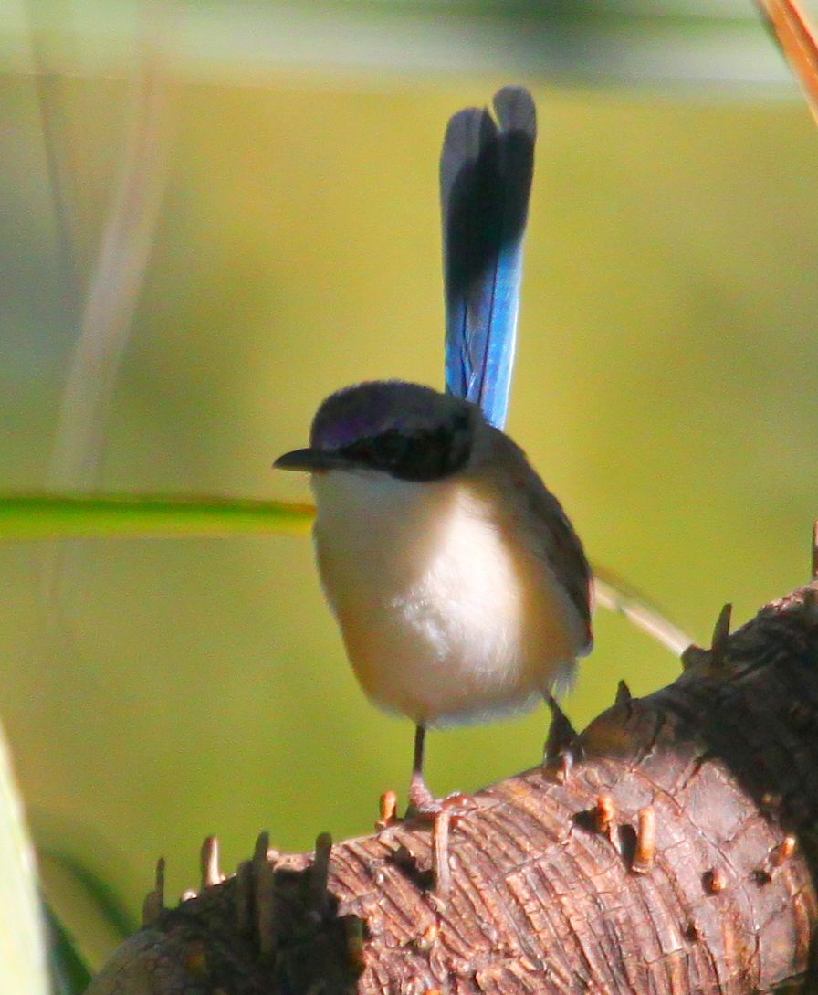 Richard Waring's Birds of Australia: Purple-crowned Fairy-wren, Crimson ...