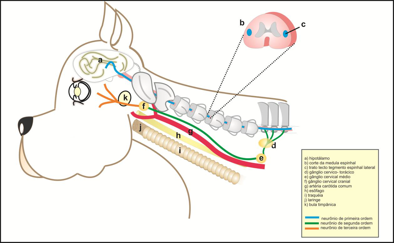 Oftalmologia Veterinária: Síndrome de Horner em cães e gatos