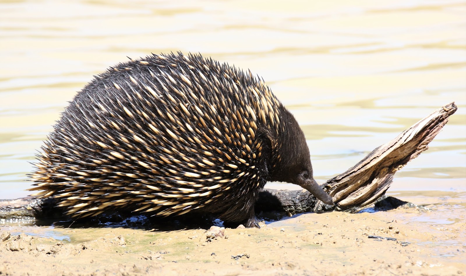 BIRDS of KILMORE, AUSTRALIA: Echidna, Spiny Ant Eater