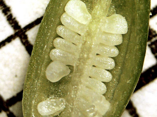 qing's biology blog: Lily dissection