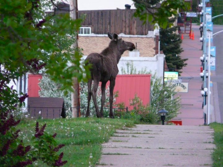 Boundary Waters Blogger: "Northern Exposure" in Real Life: Moose in Ely