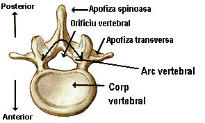BIOLOGIE CUZA BRAILA: Sistemul osos