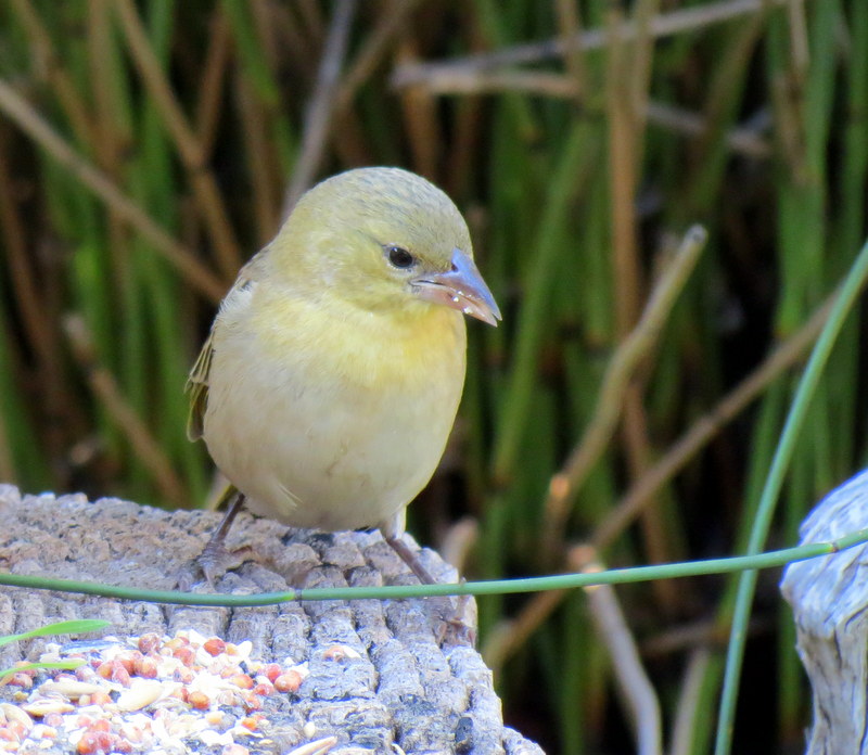 Speel-speel : kransduif