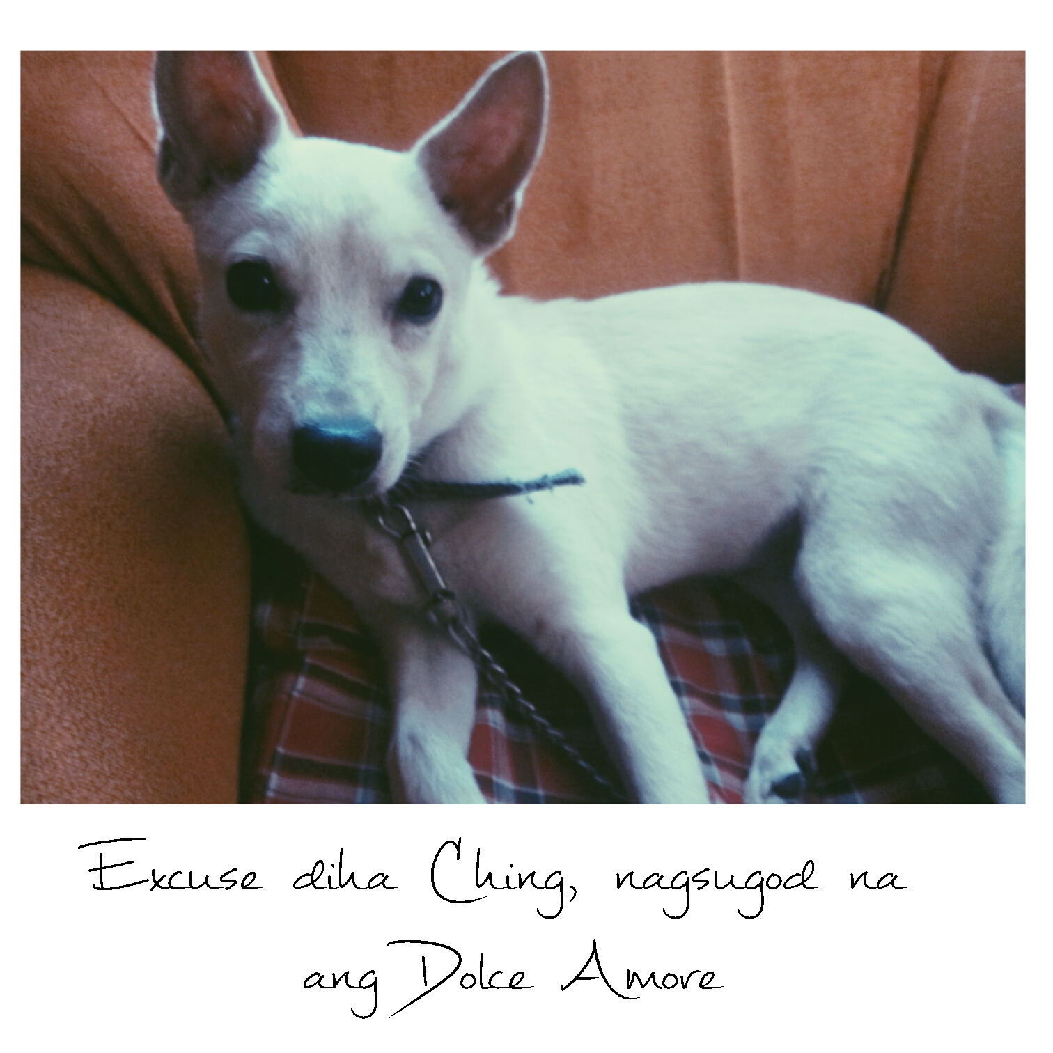 HOW TO SAY GOODBYE TO A FURRY FRIEND - krishafromtheisland