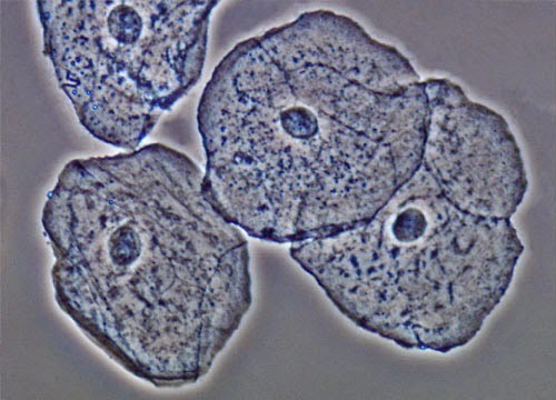 Práctica de laboratorio: Tinción y observación de células bucales