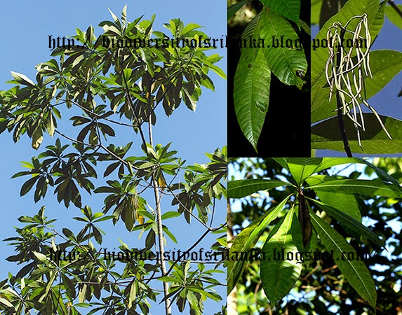 Biodiversity of Sri Lanka: හවරි-නුග\අවරි-නුග[Havari-Nuga\Avari-Nuga ...